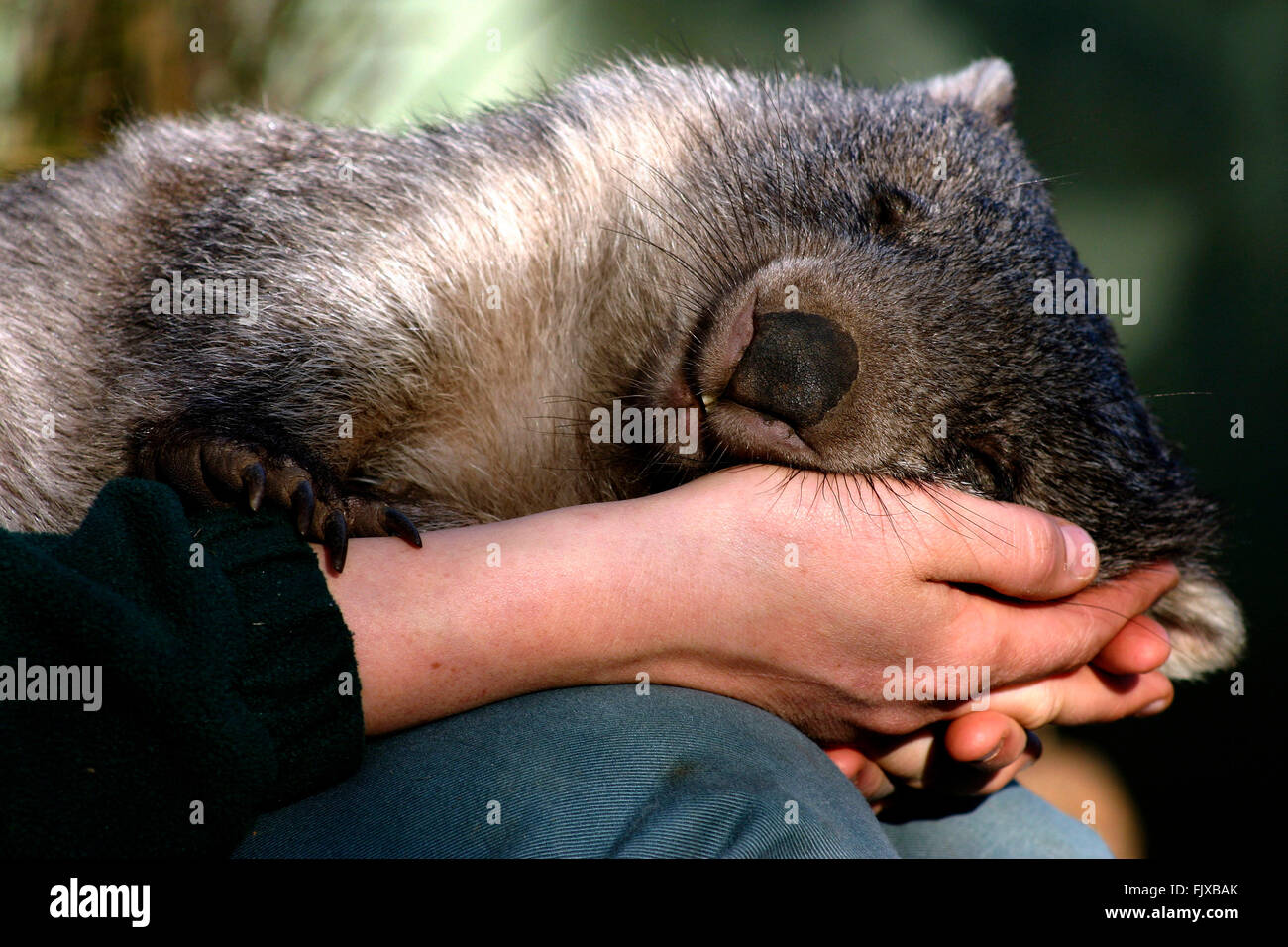 Sleeping wombat hi-res stock photography and images - Alamy