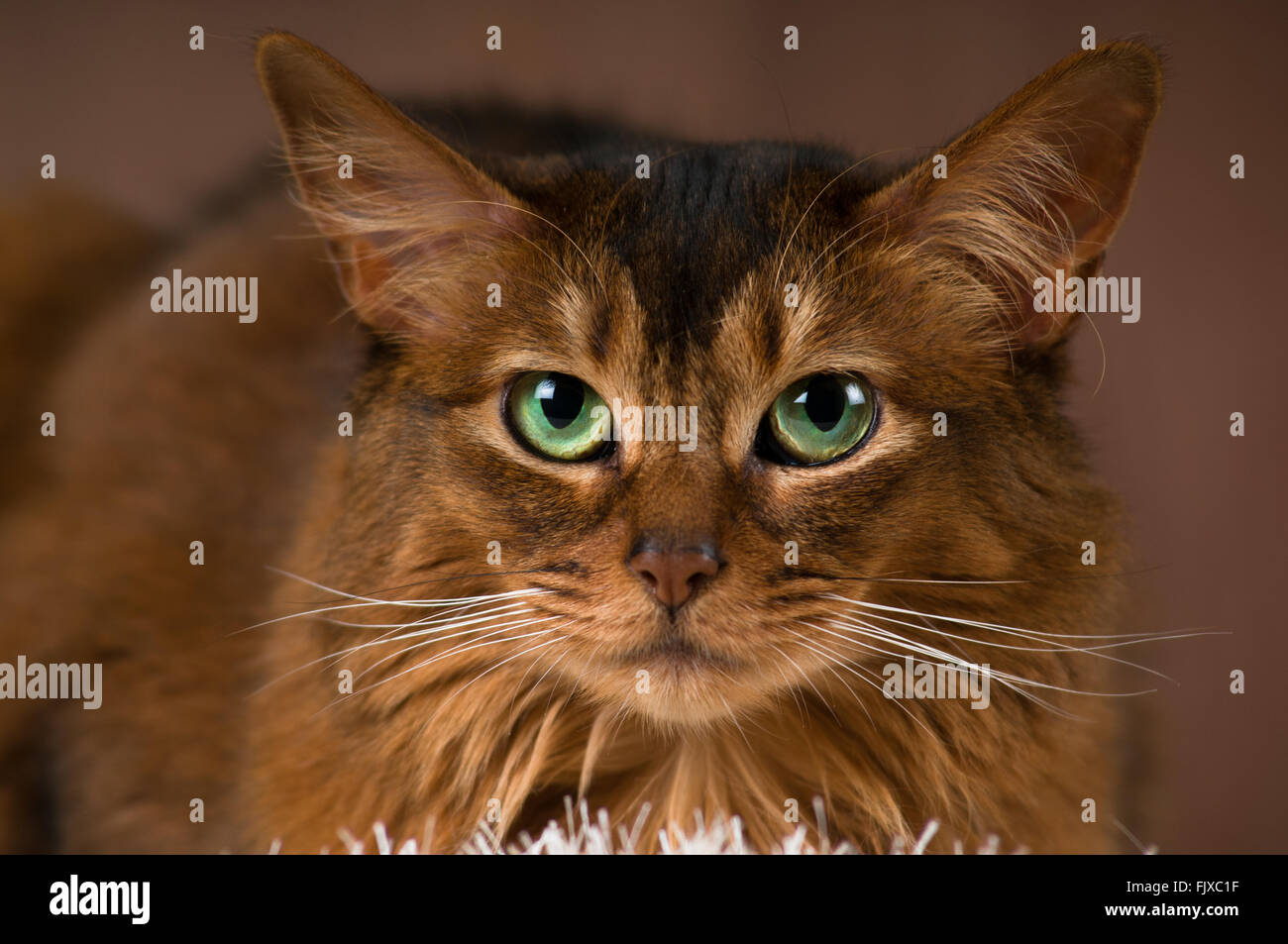 Purebre Somali cat ruddy color portrait at studio Stock Photo - Alamy