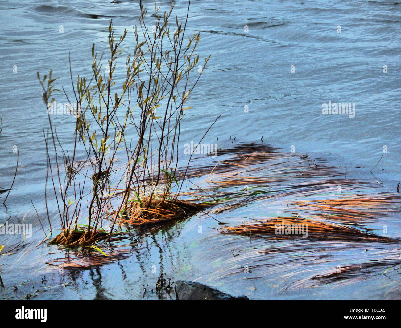 Plants growing water river hi-res stock photography and images - Alamy