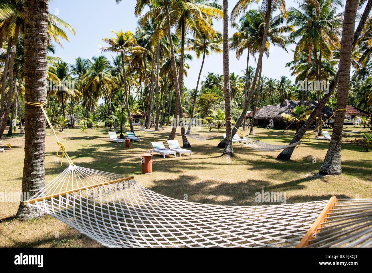 Indian grove hi-res stock photography and images - Alamy