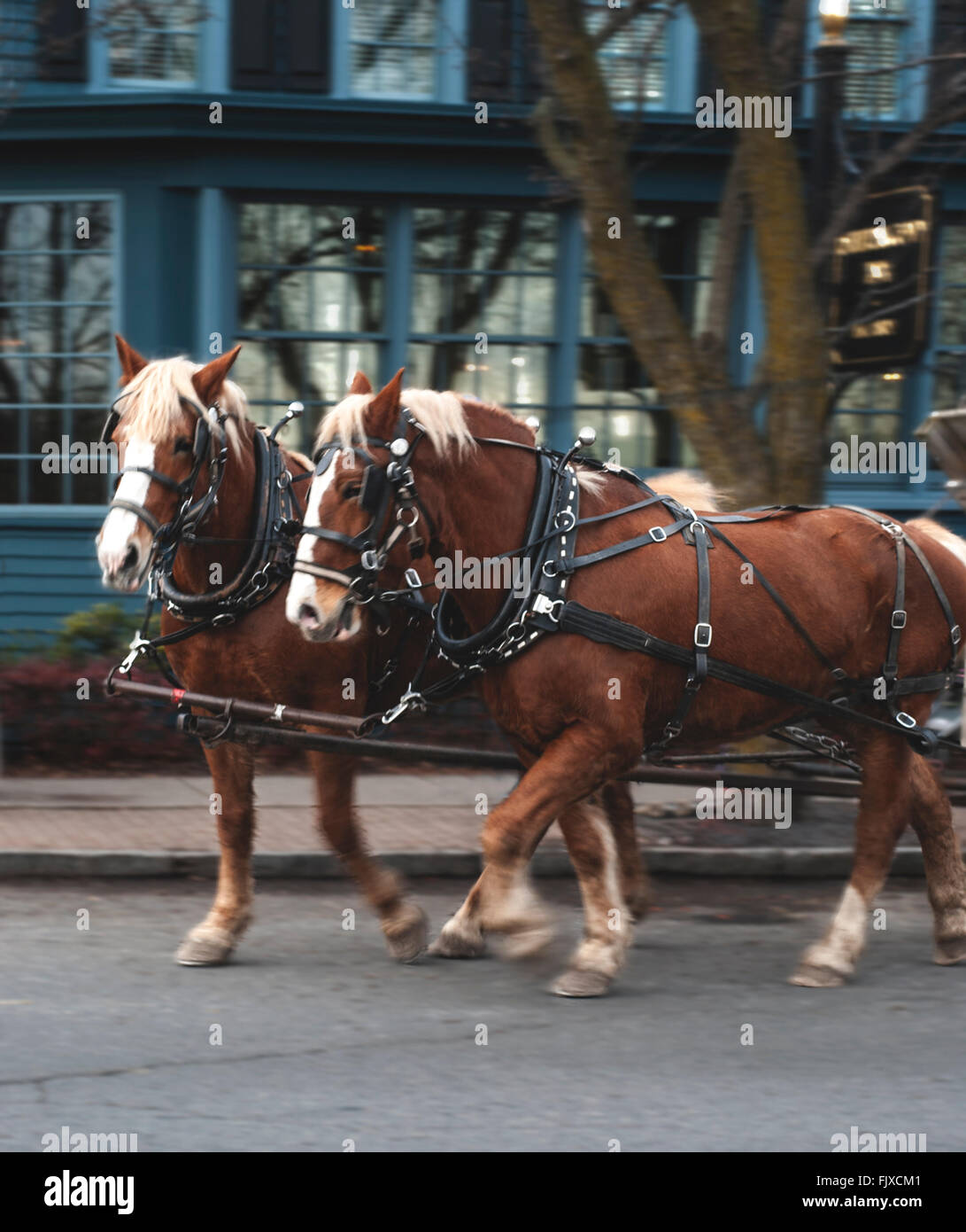 Animals Pulling Horse Cart High Resolution Stock Photography and Images ...