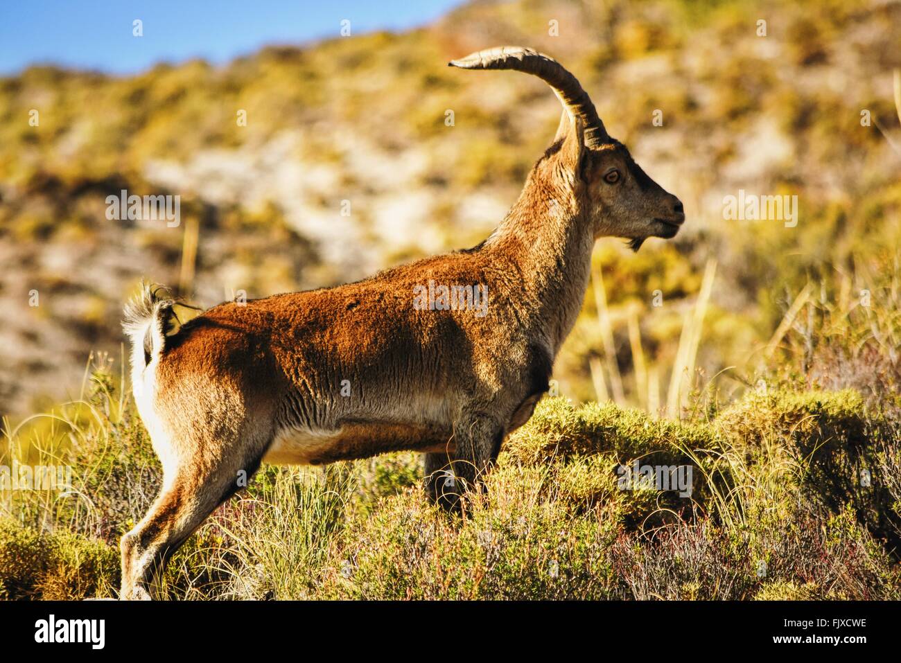 Side View Of Ibex On Hill Stock Photo - Alamy