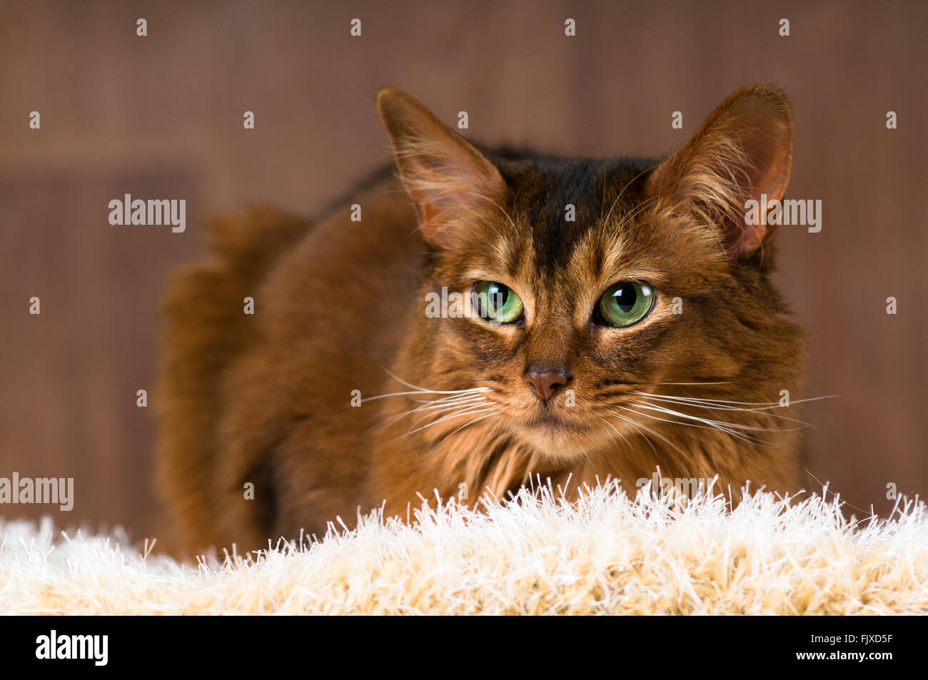 Purebre Somali cat ruddy color portrait at studio Stock Photo - Alamy