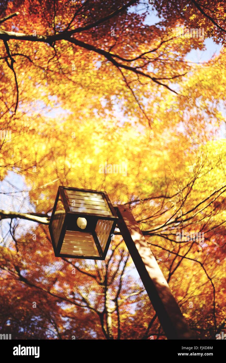 Street light trees branch hi-res stock photography and images - Alamy