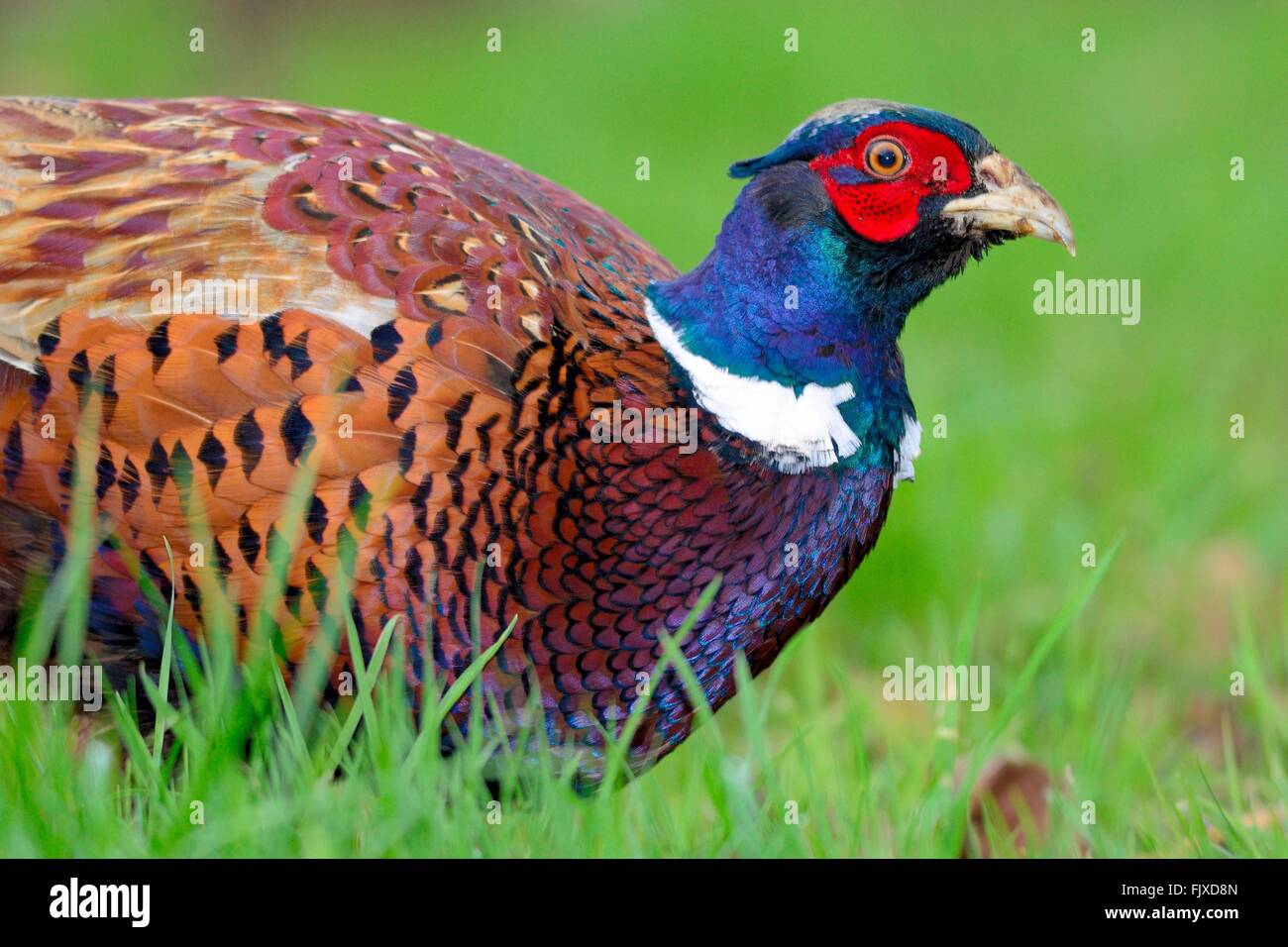 Pheasant grassy field animal wildlife hi-res stock photography and ...