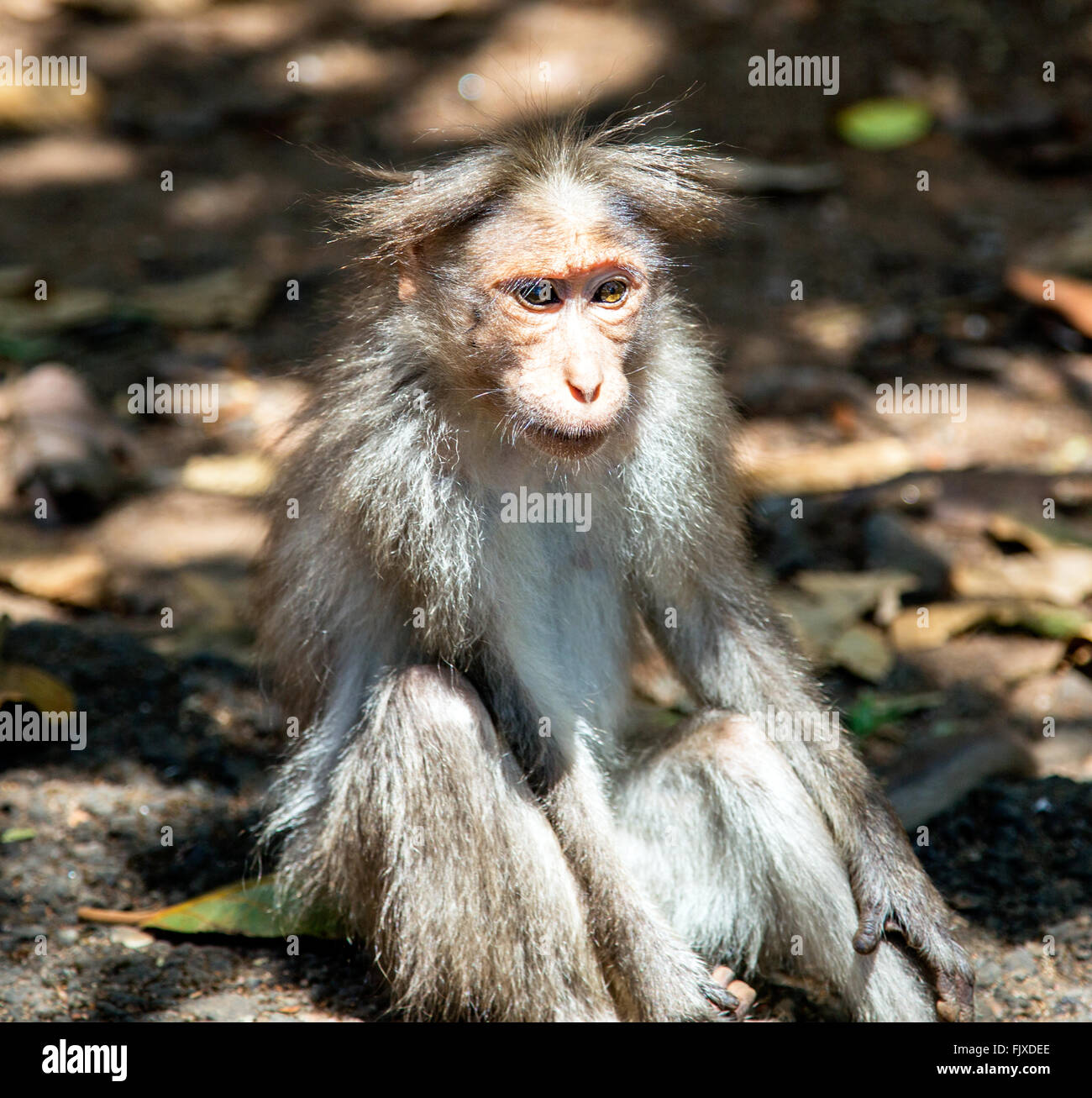 A Bonnet Macaque Monkey KTCD Wildlife Resort Aranya Nivas Thekkady ...