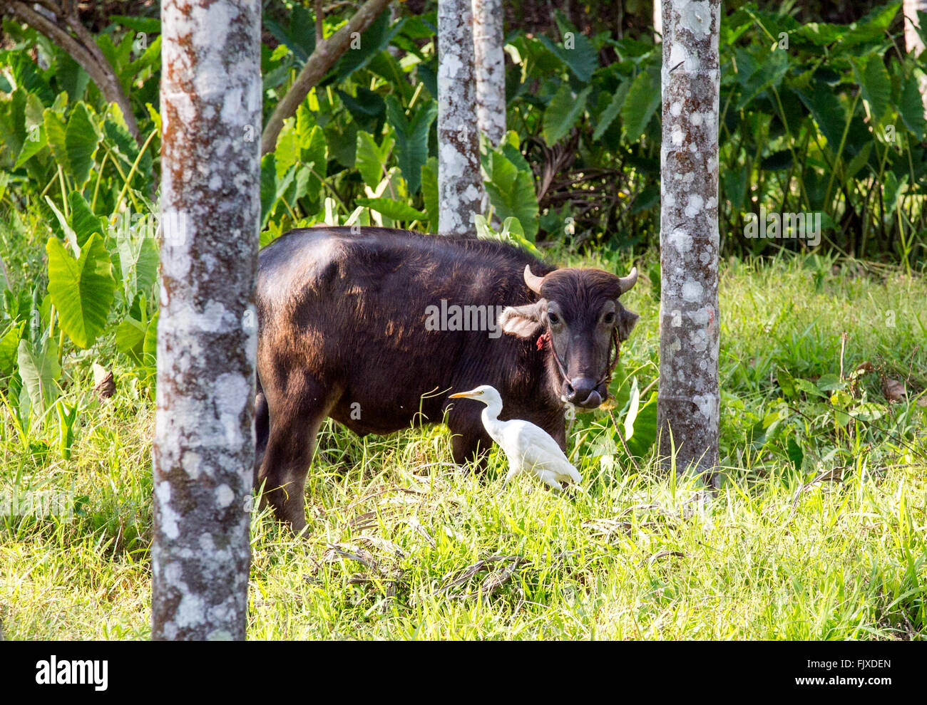 Cow and Egret Bird In Kerala India Stock Photo - Alamy