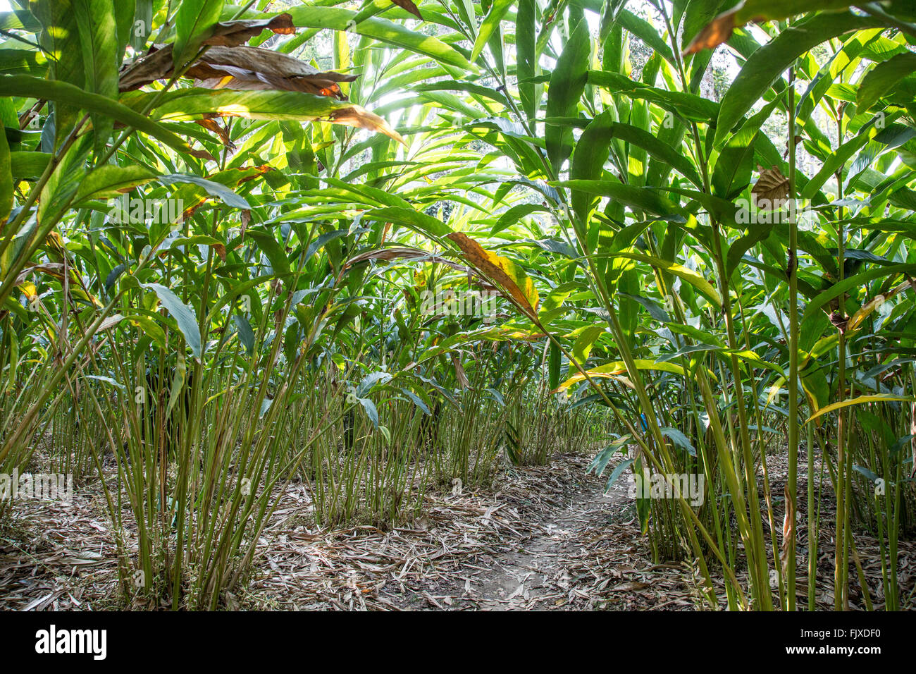 Cardamon Spice Plantation Kerala India Stock Photo - Alamy
