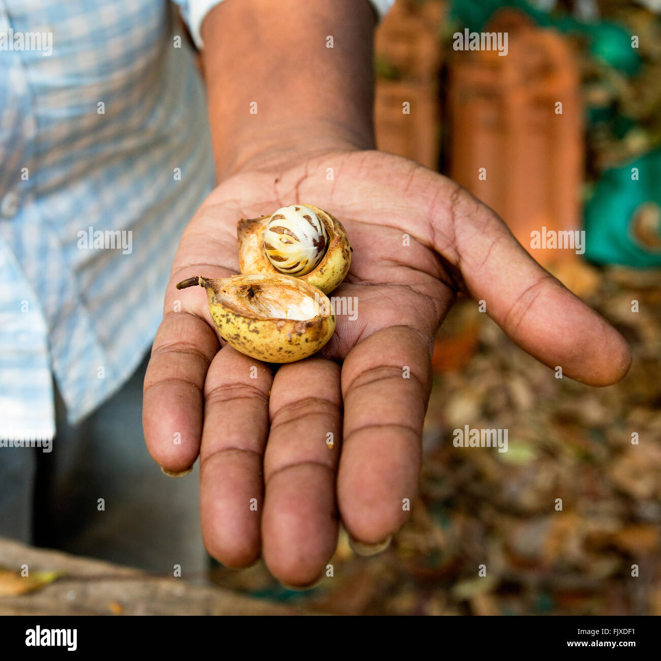 Nutmeg Spice Kerala India Stock Photo - Alamy
