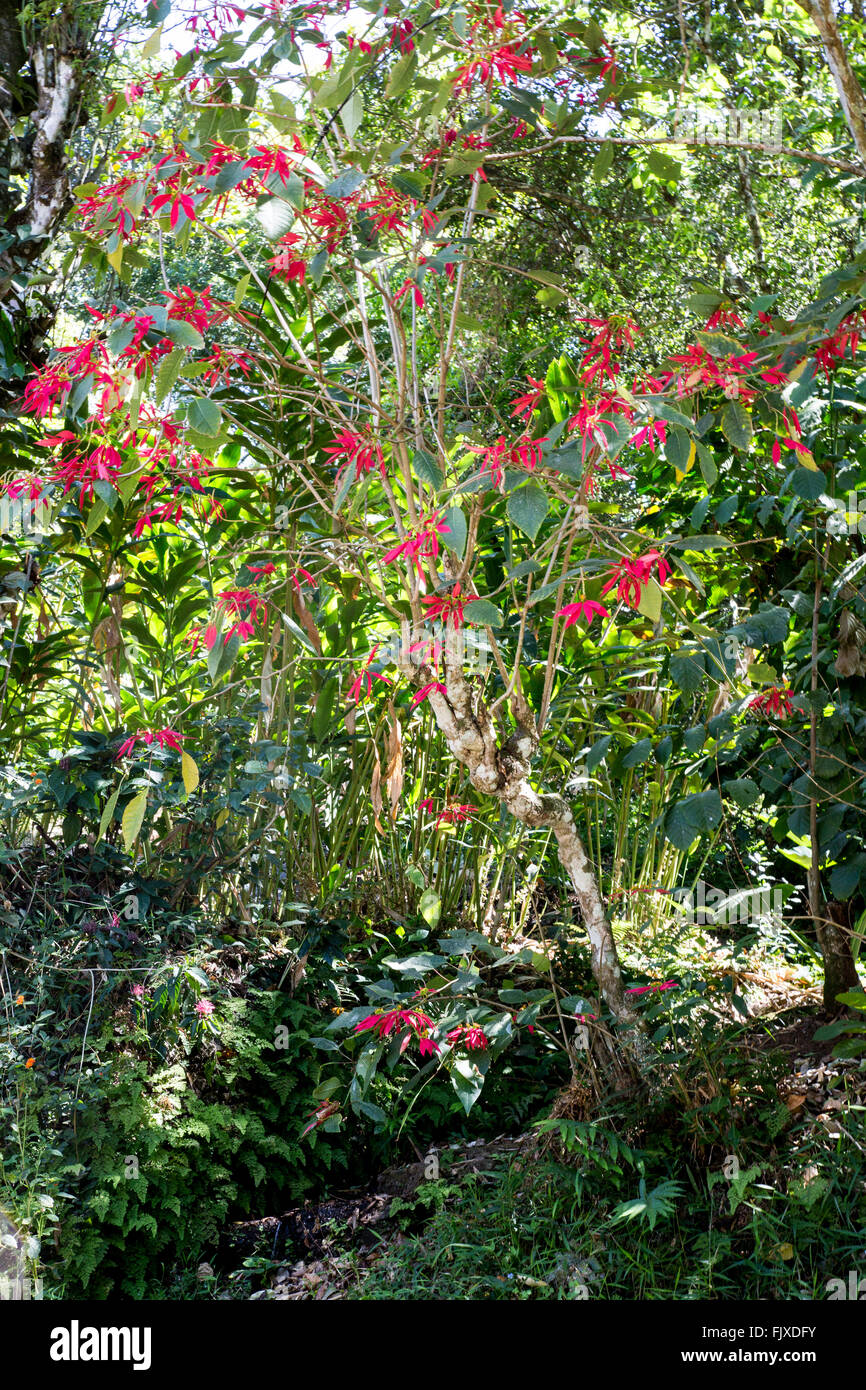Royal poinciana trees hi-res stock photography and images - Alamy