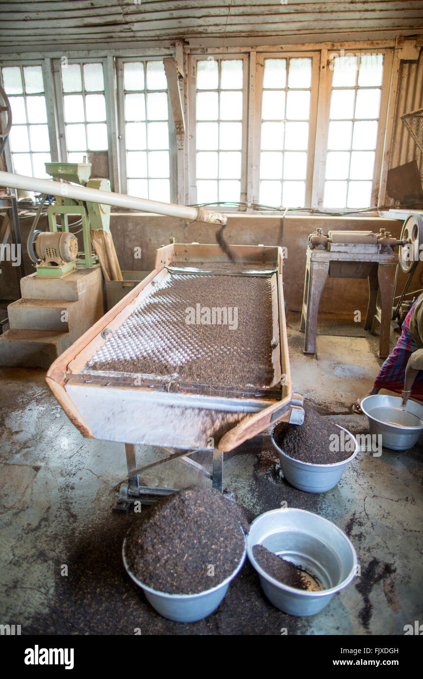 Tea manufacturing hi-res stock photography and images - Alamy