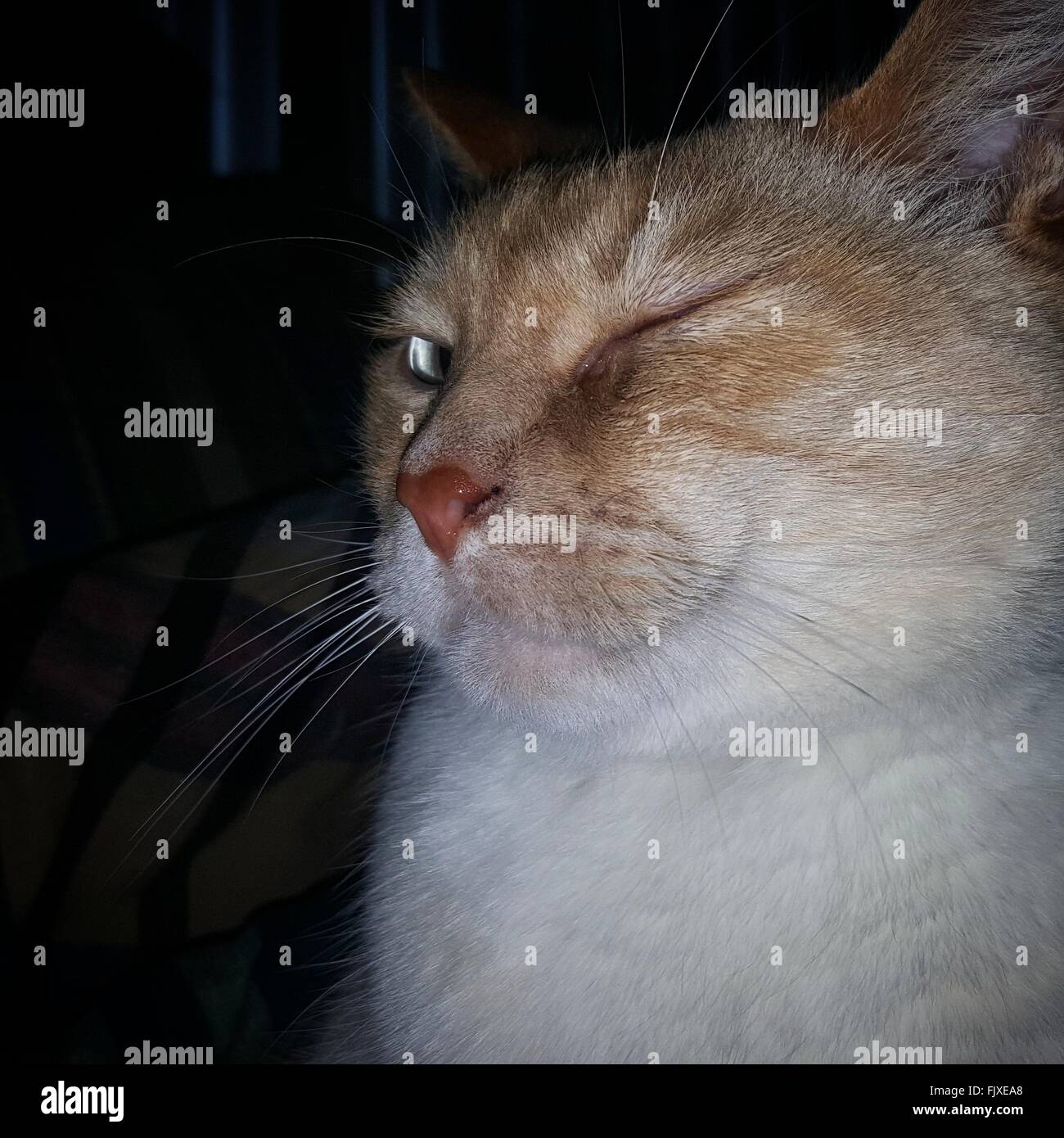 Winking animal hi-res stock photography and images - Alamy