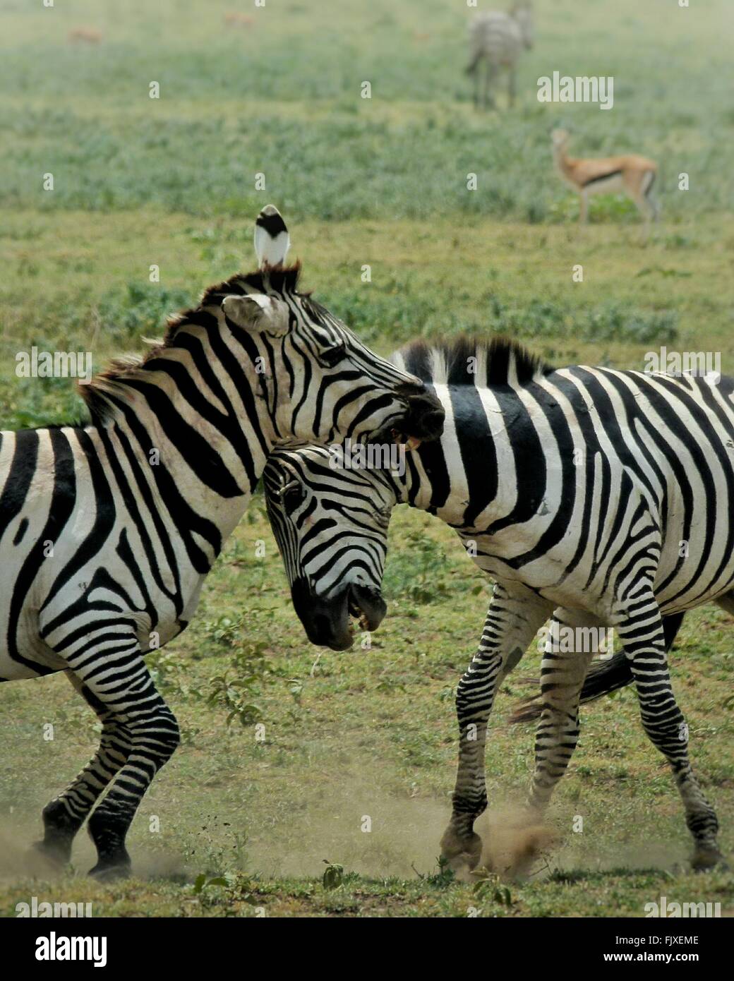 Conflict in focus hi-res stock photography and images - Alamy