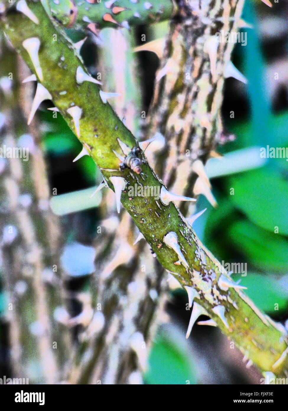 Close-Up Of Thorns On Branch Stock Photo - Alamy
