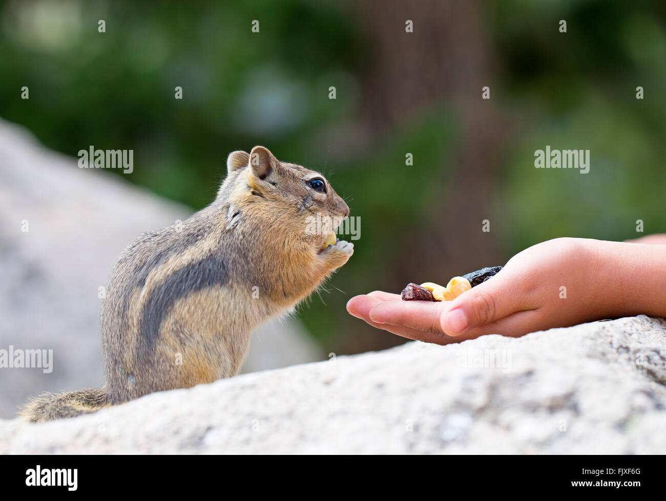 Feeding Hungry Chipmunk Stock Photo - Alamy