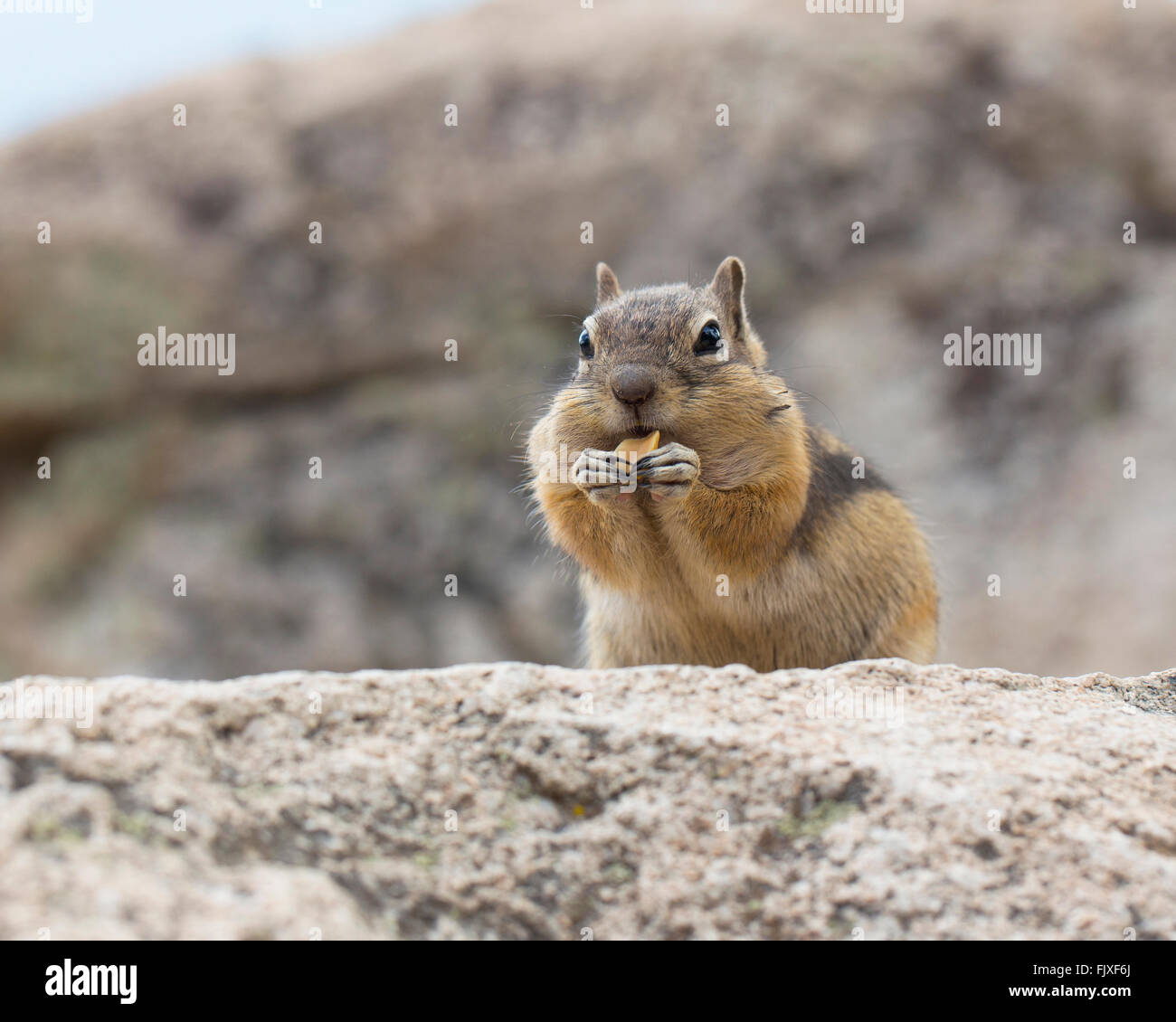 Chipmunk Eating nuts Stock Photo - Alamy