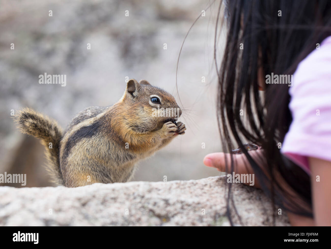 Feeding Hungry Chipmunk Stock Photo - Alamy