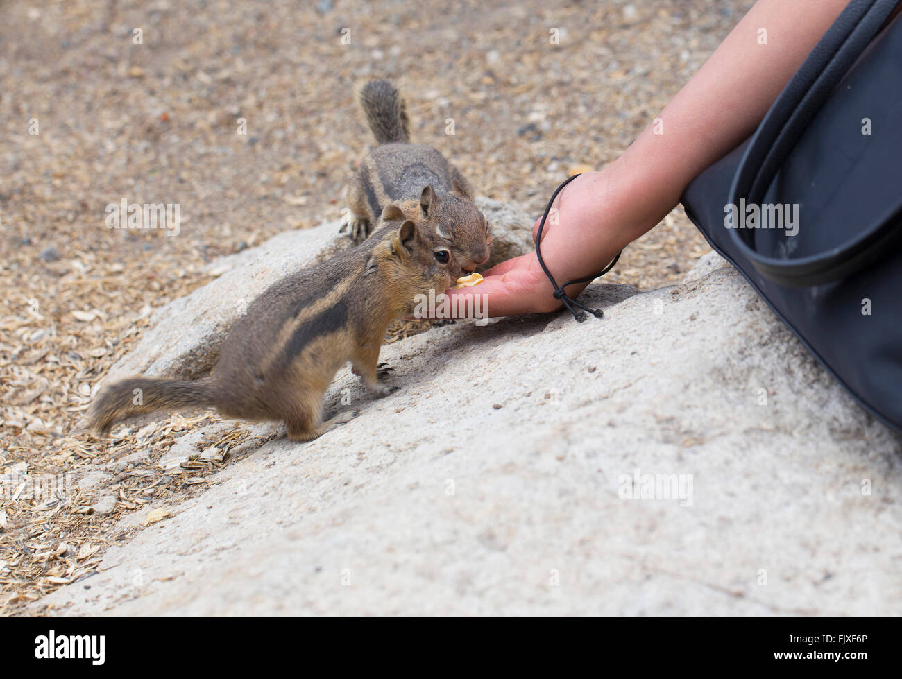 Feeding Hungry Chipmunks Stock Photo - Alamy