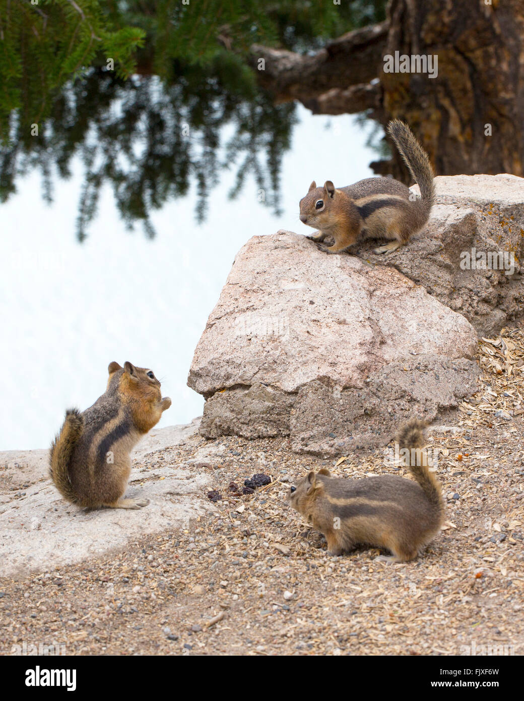 Colorado chipmunks hi-res stock photography and images - Alamy