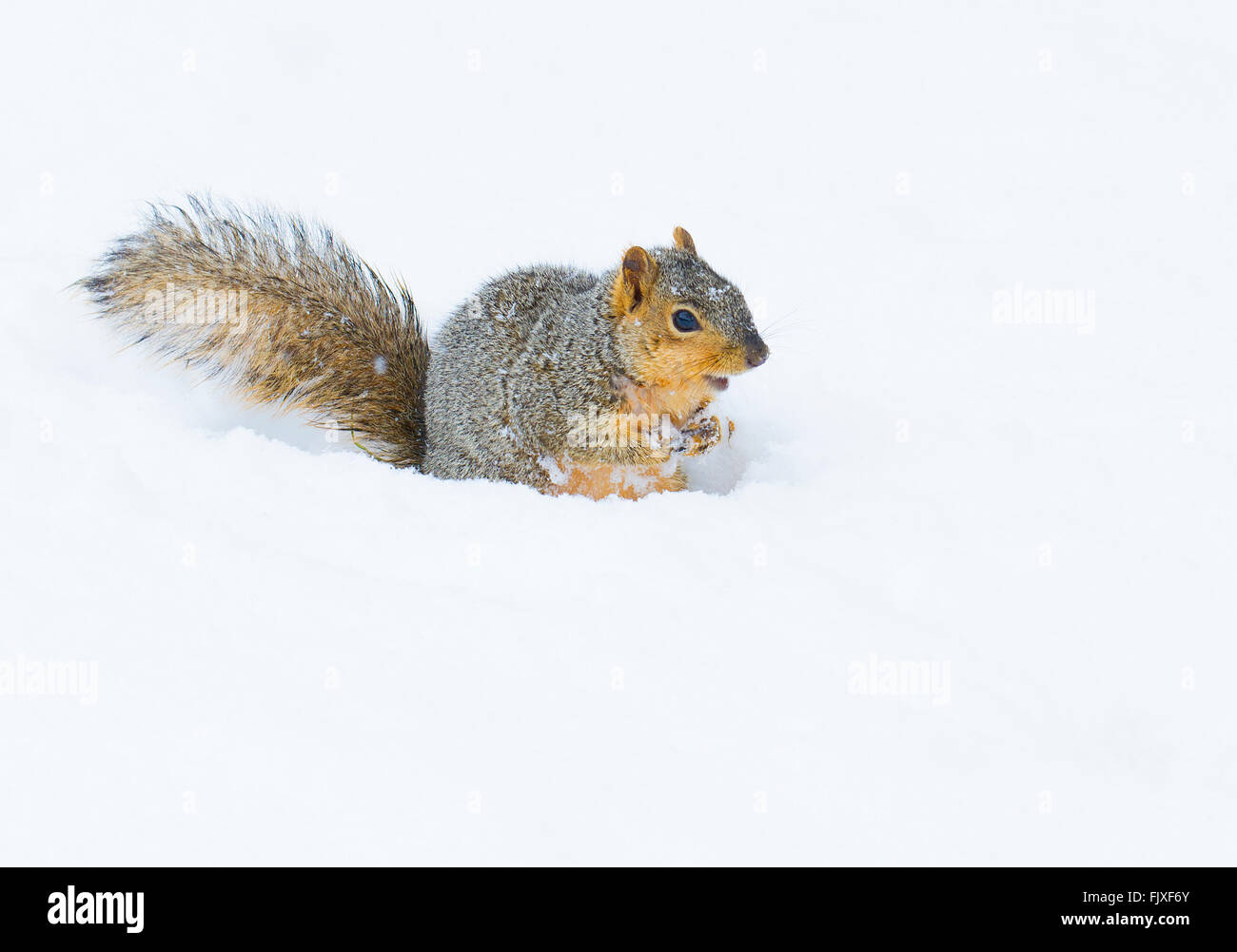 Squirrel in Winter Stock Photo - Alamy
