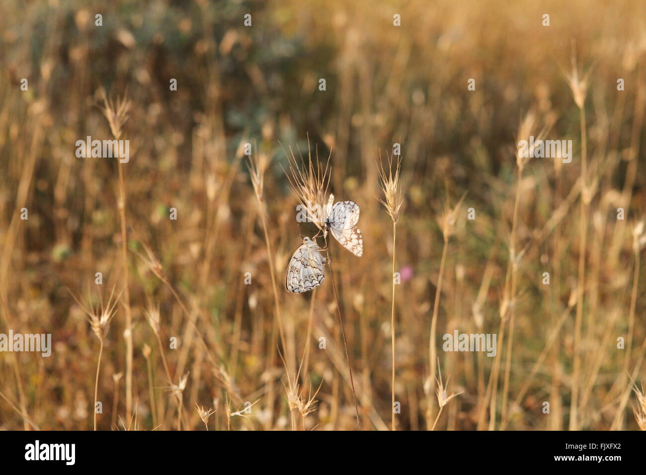 Butterflies in field hi-res stock photography and images - Alamy