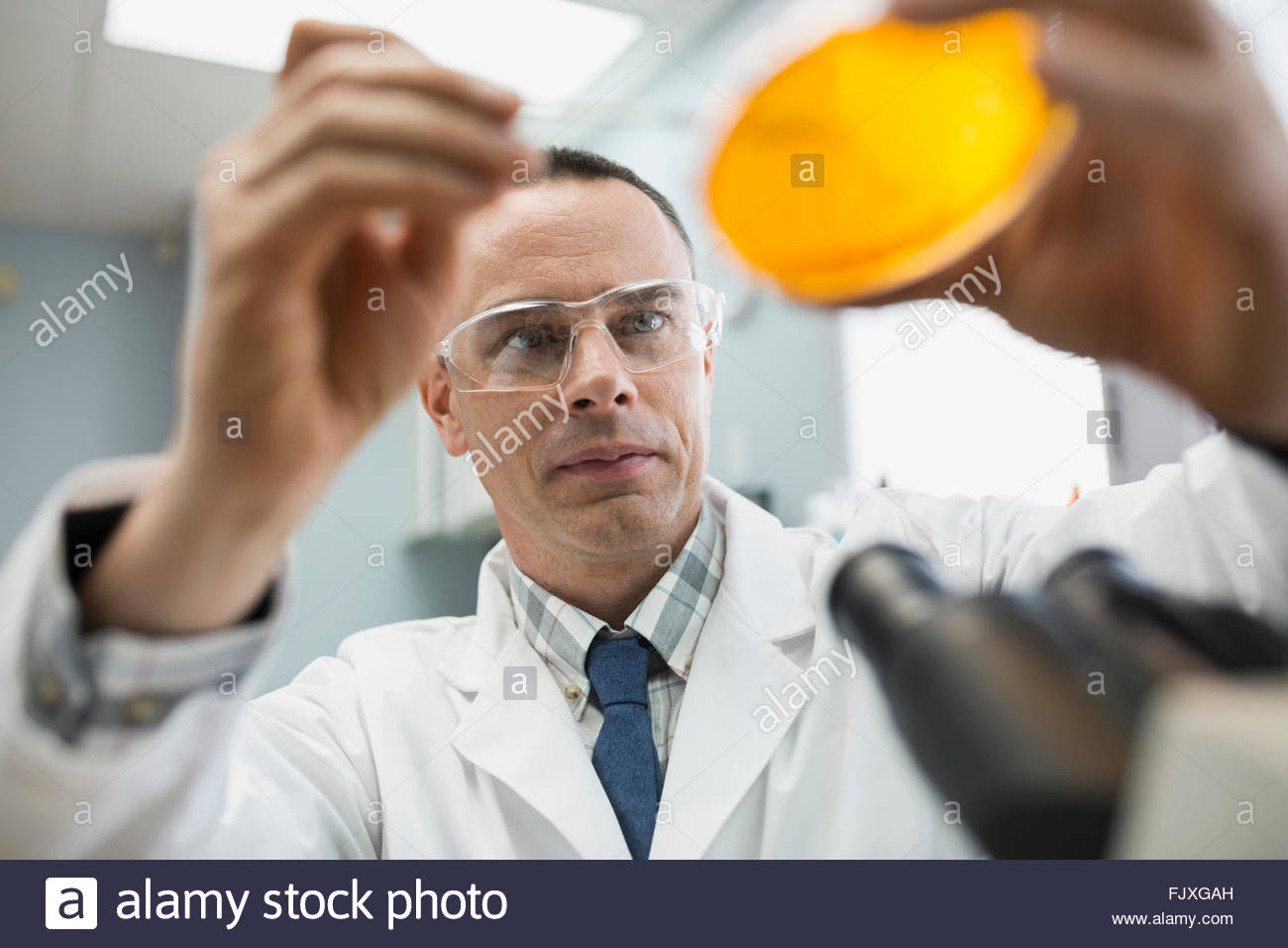 Medical scientist scraping petri dish with inoculating loop Stock Photo ...