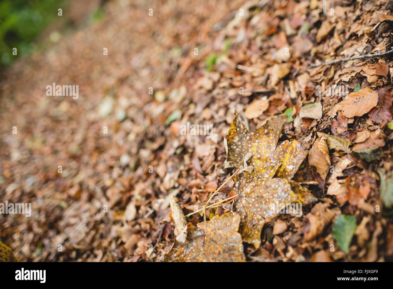A view of dead leaves Stock Photo - Alamy
