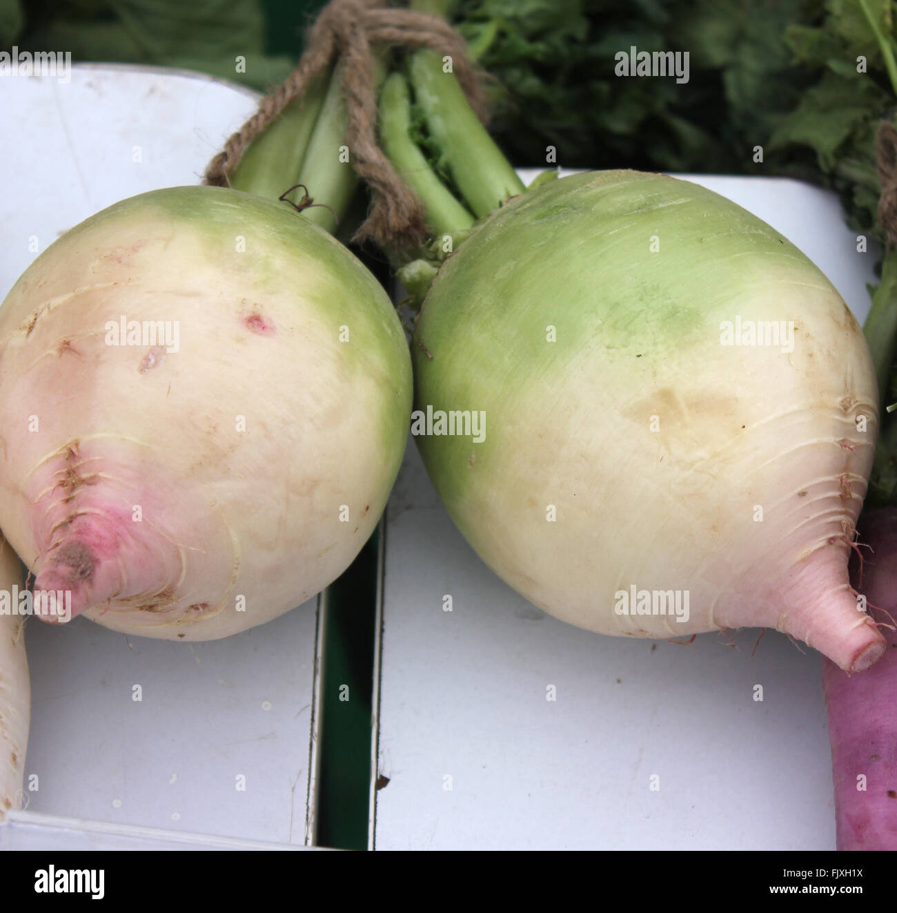 Raphanus sativus, Palam Hriday Radish, cultivar with globose medium ...