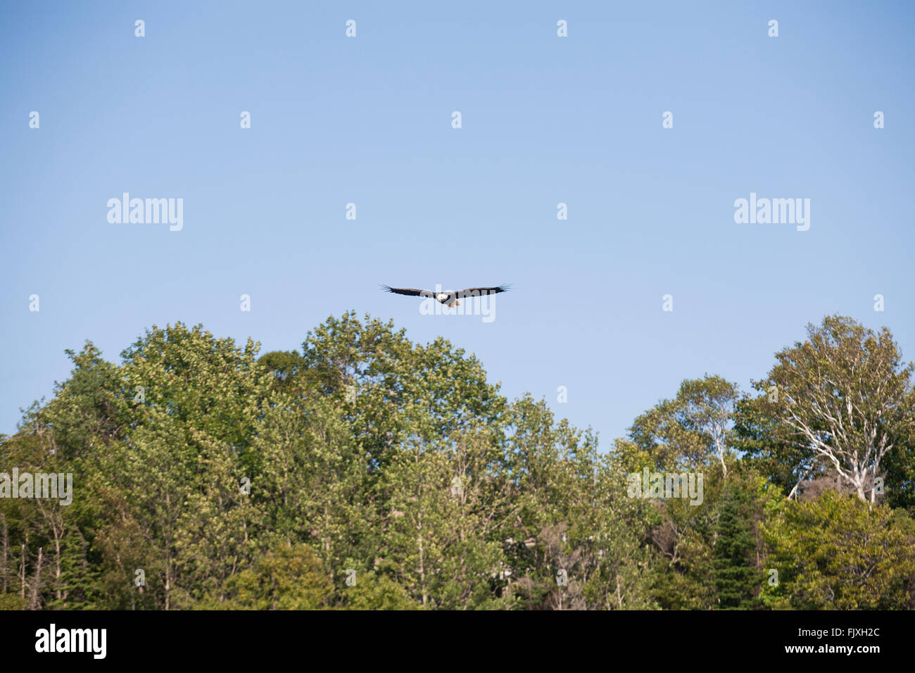 Bald eagle flying over trees hi-res stock photography and images - Alamy