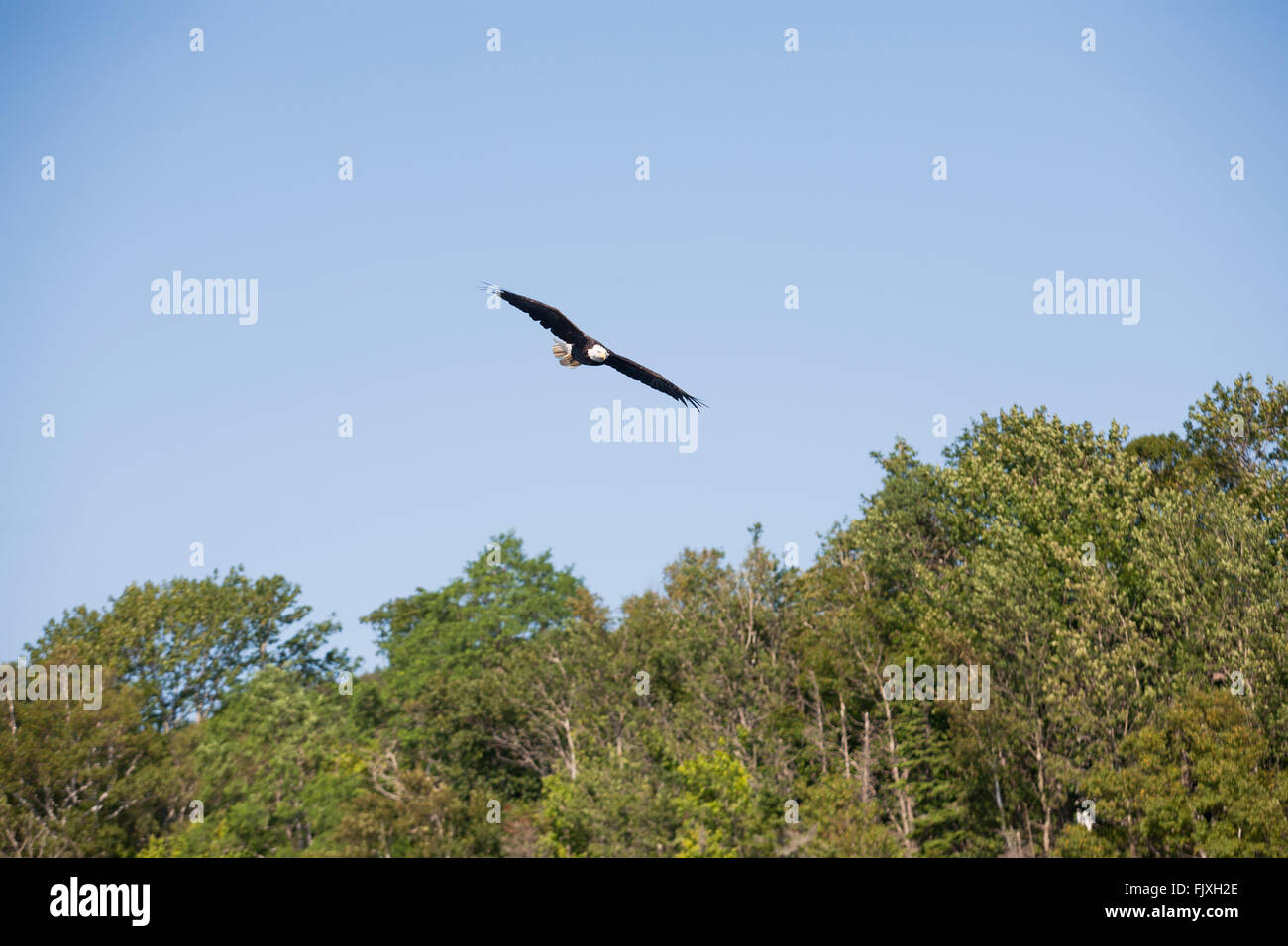 A bald eagle swooping over the trees Stock Photo - Alamy