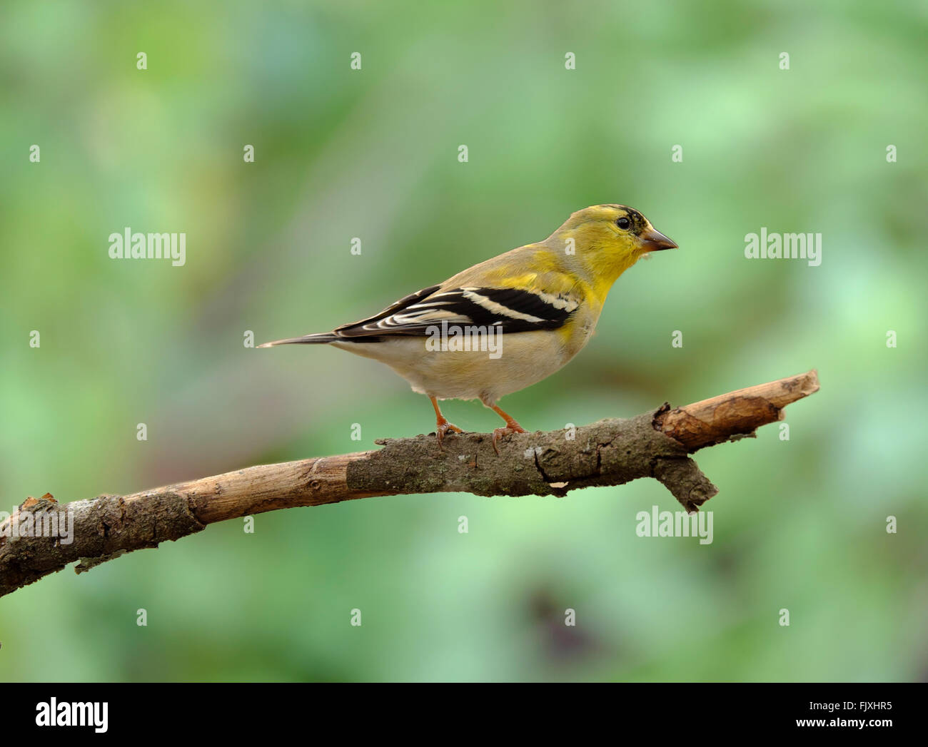 American Goldfinch male wild songbird Spinus tristis perched on a ...