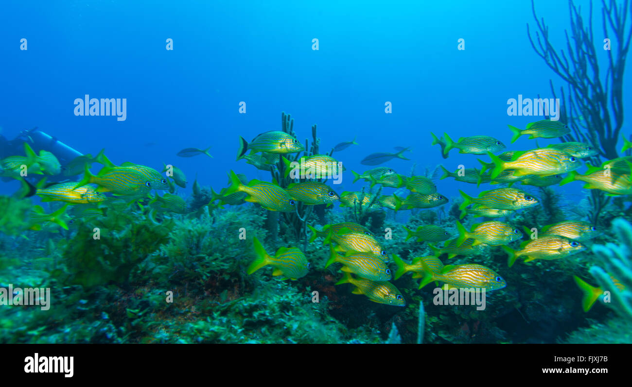 School of Yellow Fishes in Caribbean Sea Stock Photo - Alamy