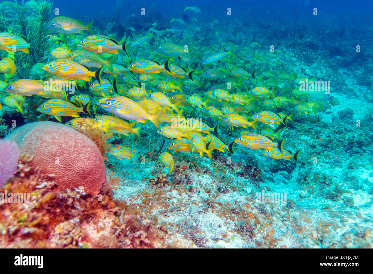 School of Yellow Fishes in Caribbean Sea Stock Photo - Alamy