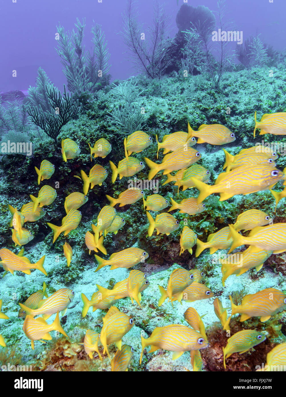 School of Yellow Fishes in Caribbean Sea Stock Photo - Alamy