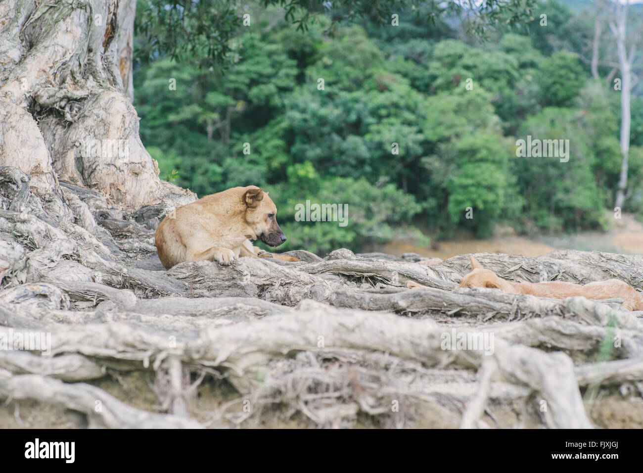 Dog root hi-res stock photography and images - Alamy