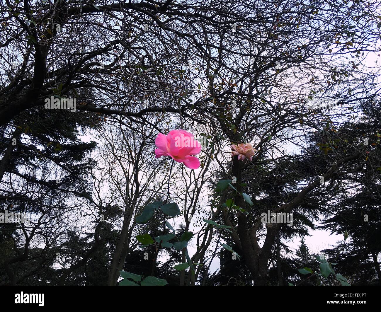 Rose flower tree hi-res stock photography and images - Alamy
