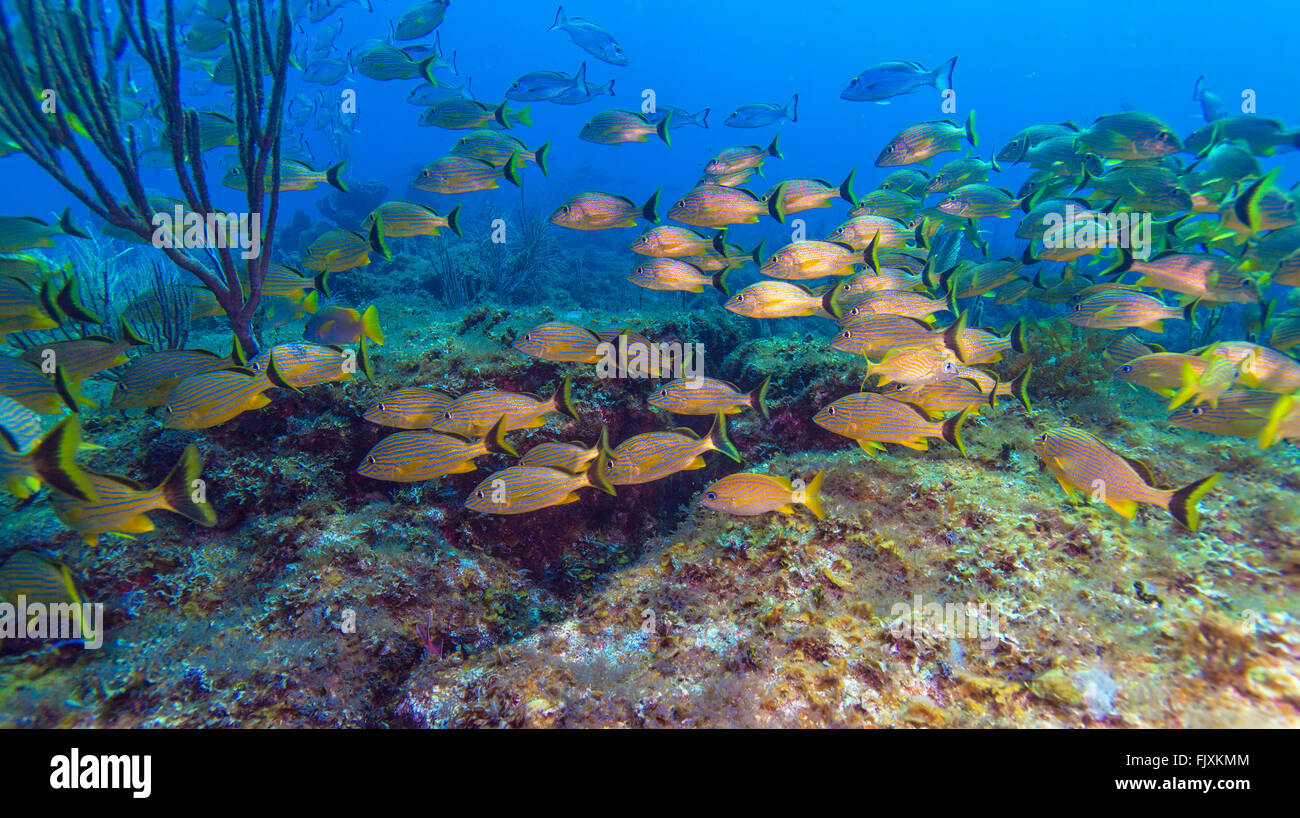 School of Yellow Fishes in Caribbean Sea Stock Photo - Alamy