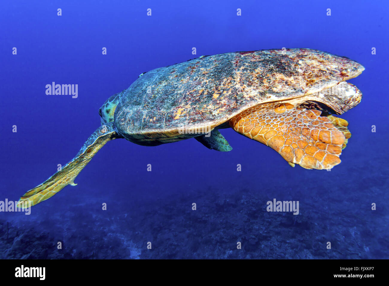 Cuba turtle hi-res stock photography and images - Alamy
