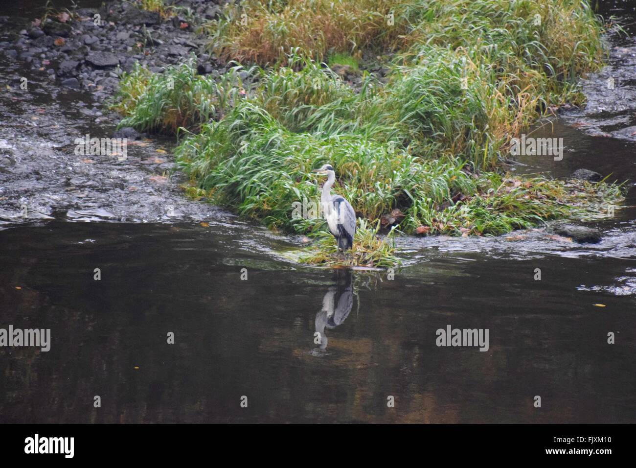 Side View Reflection Of Bird In Water Stock Photo - Alamy