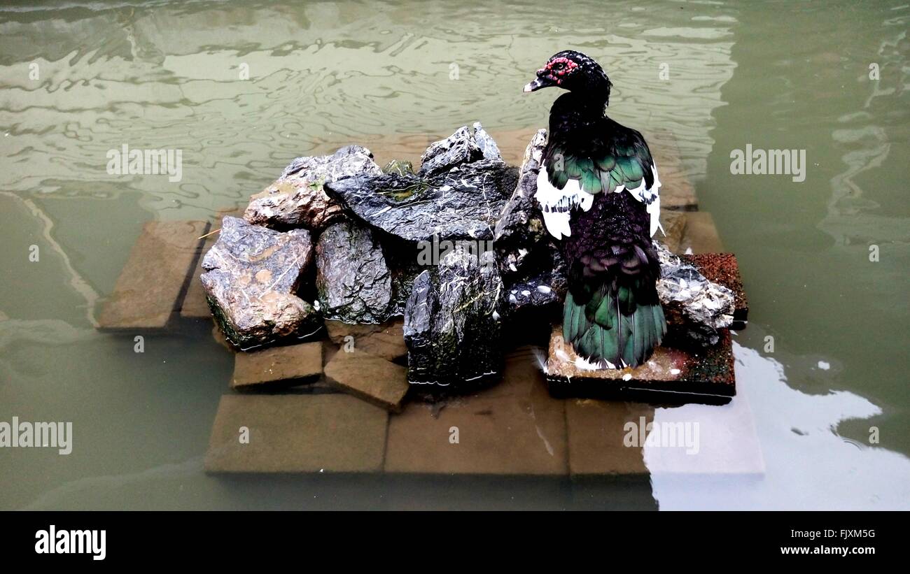 Rear View Of A Bird In Calm Water Stock Photo - Alamy