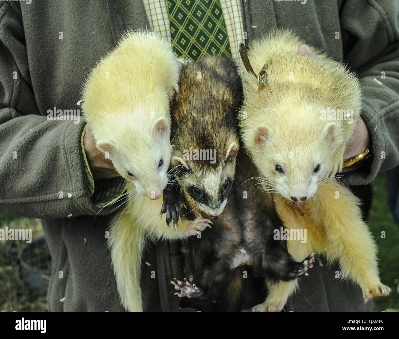 The ferret men hi-res stock photography and images - Alamy