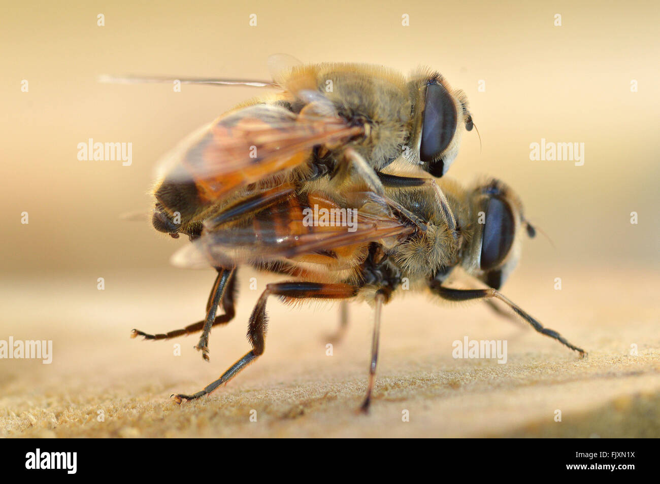 Mating bee hi-res stock photography and images - Alamy