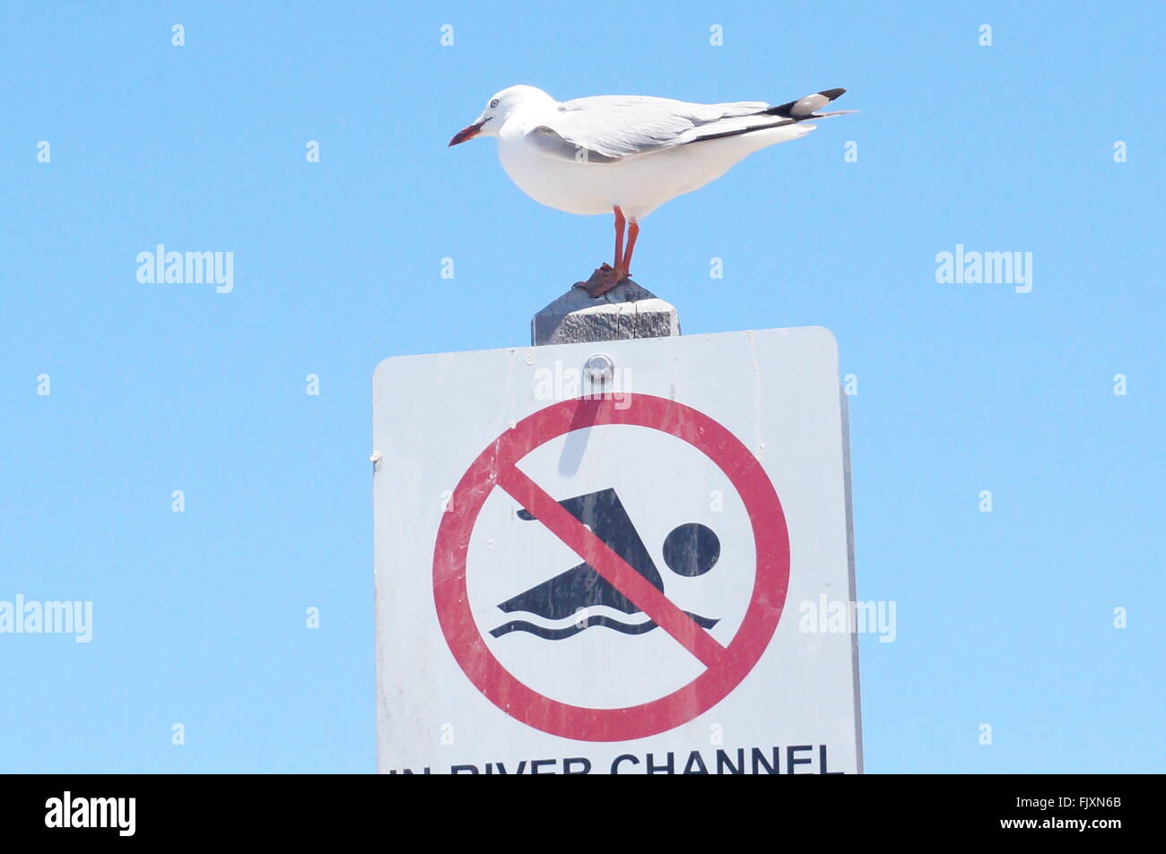 Seagull warning sign animal wildlife hi-res stock photography and ...