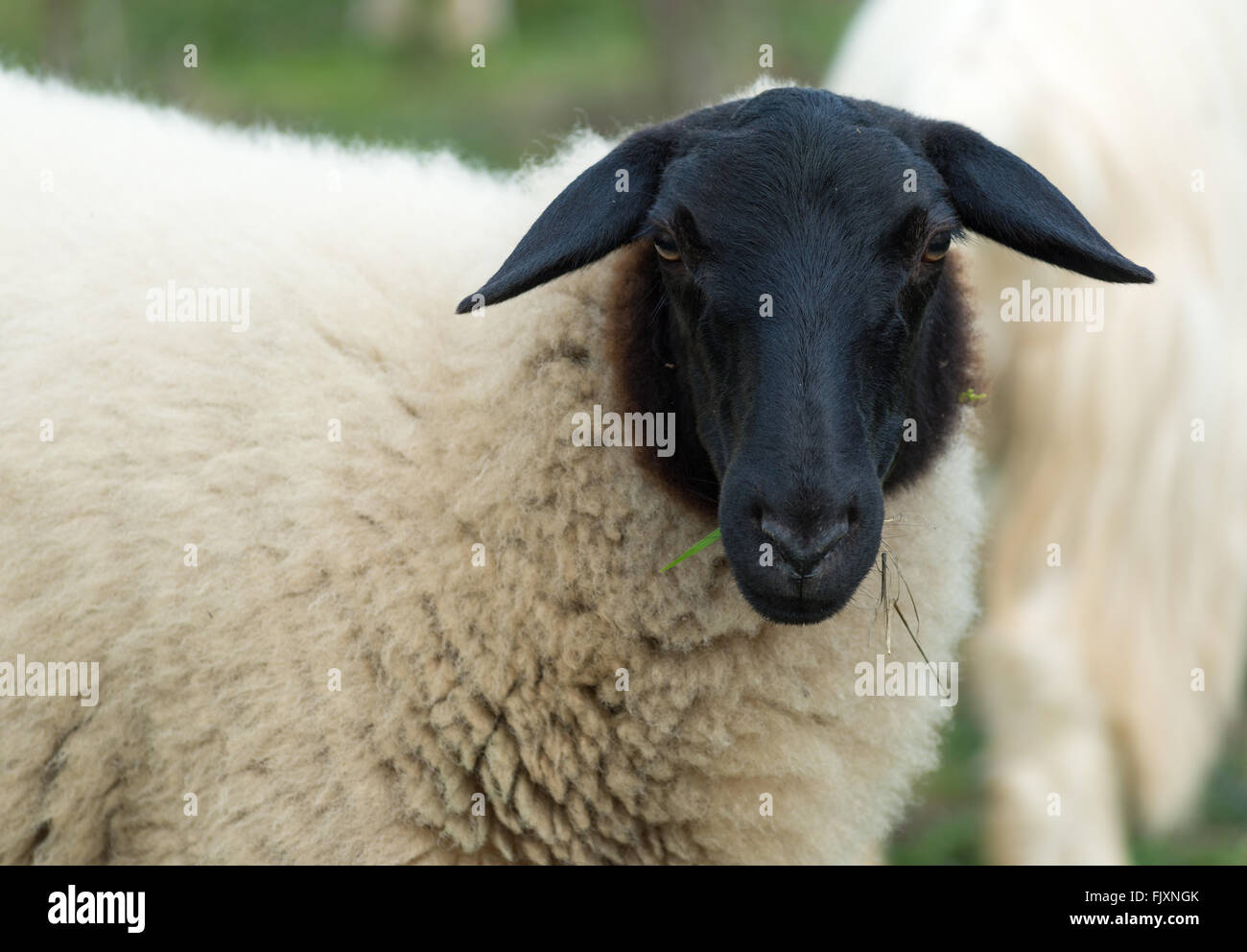 rhoen sheep closeup Stock Photo - Alamy
