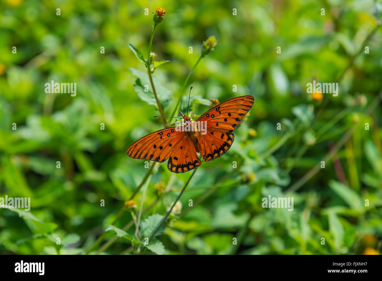Butterfly road to hana maui hi-res stock photography and images - Alamy