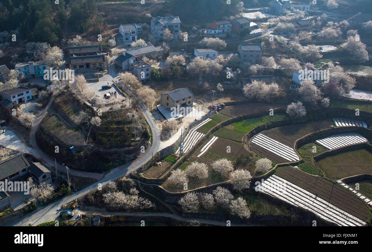 Shiyan. 3rd Mar, 2016. Photo taken on March 3, 2016 shows cherry ...