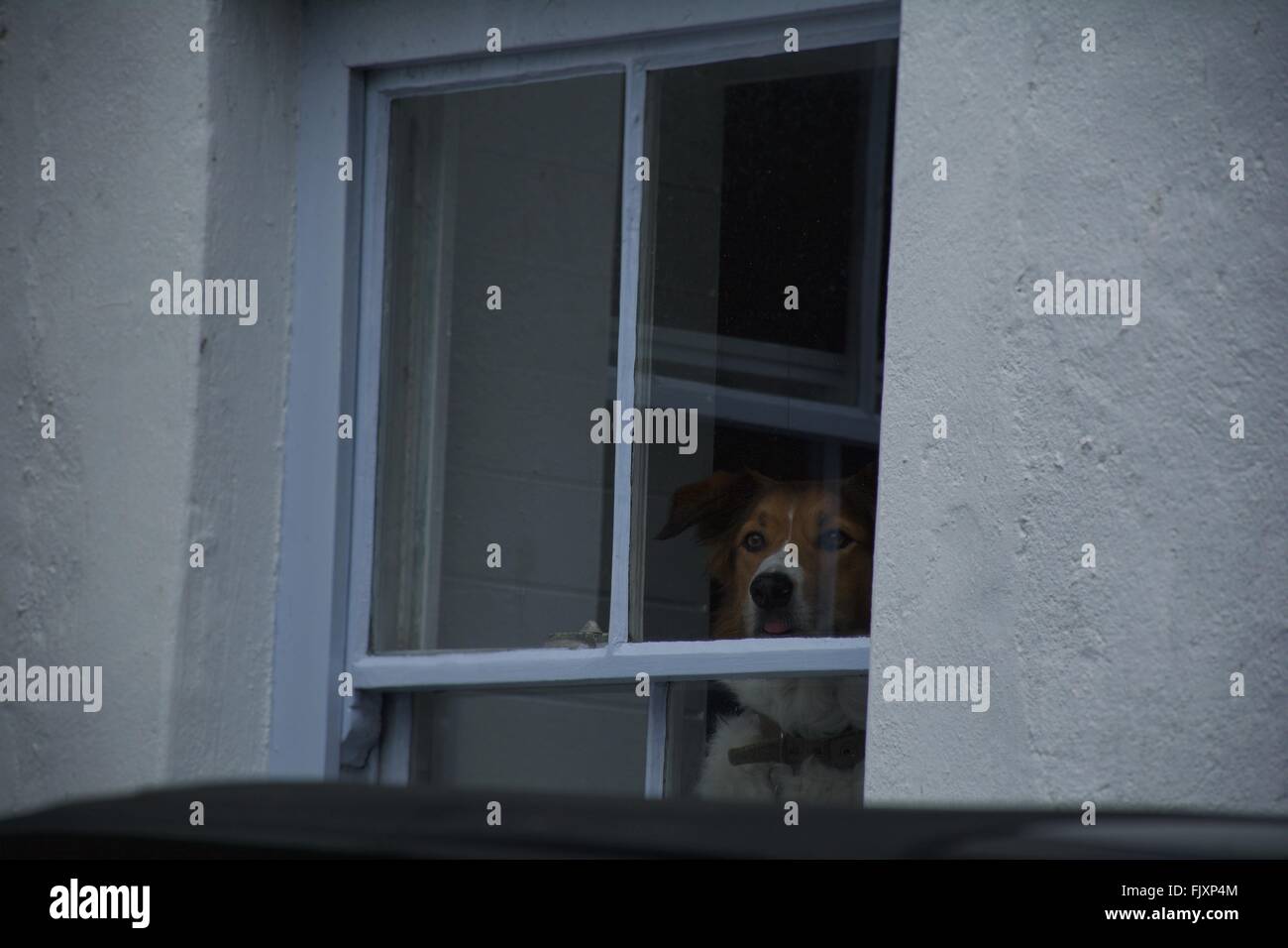 Dog Looking Through House Window Stock Photo - Alamy