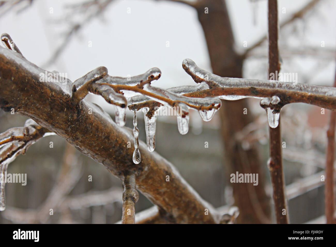 Toronto during the ice storm hi-res stock photography and images - Alamy