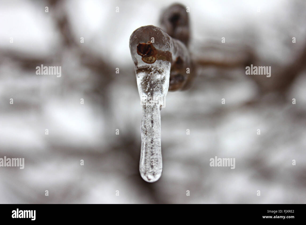 Frozen tree hi-res stock photography and images - Alamy