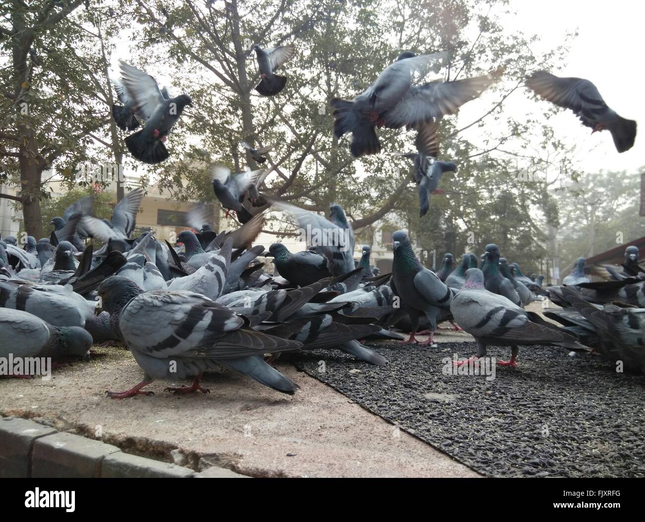 Pigeons street trees animal wildlife hi-res stock photography and ...